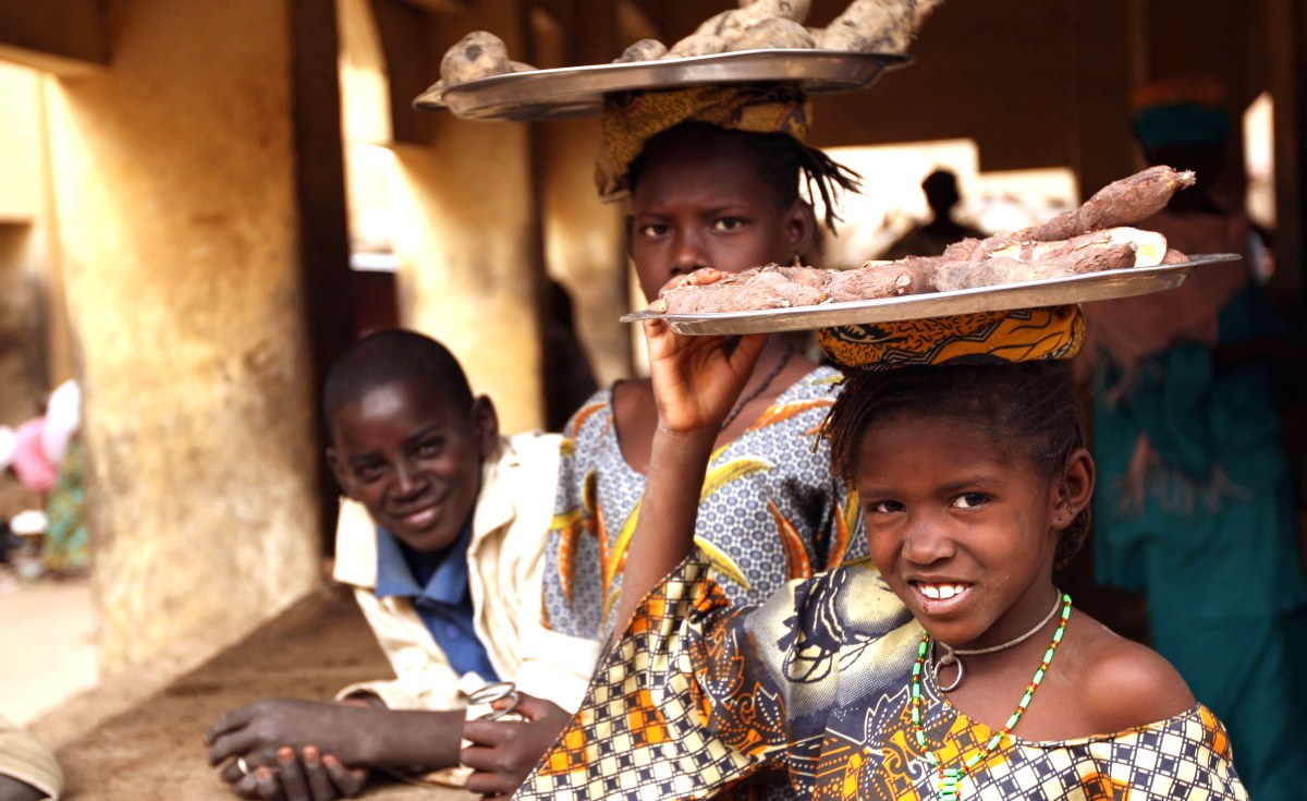 Cassava - Researching The 'Rambo Root' - allAfrica.com