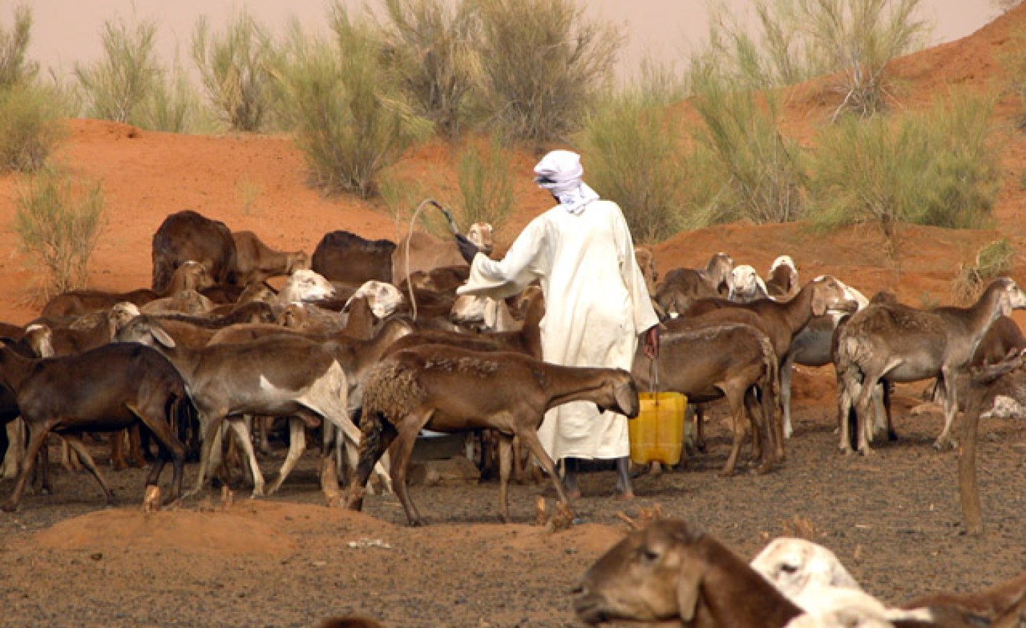 South Sudan: Livestock Critical to Survival - allAfrica.com
