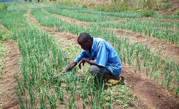 Burundi: Thousands Need Food Aid After Poor Crop Season - allAfrica.com