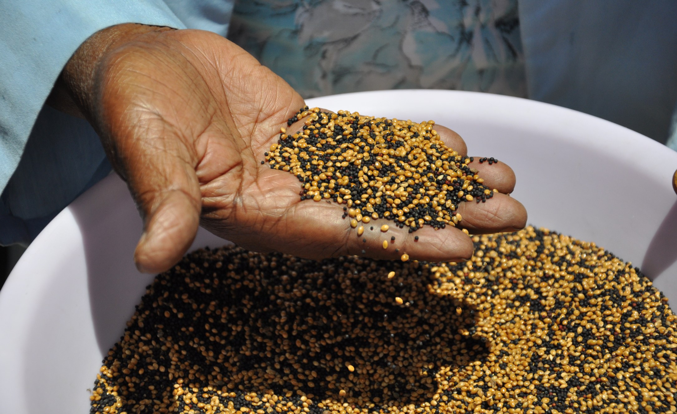 Nigeria: Millet Scarcity Hits Kano Markets As Price Skyrockets ...
