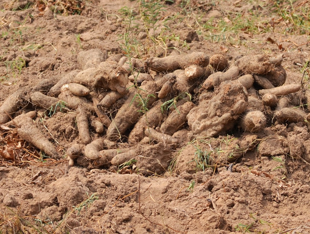 Reportages photos » Le manioc va révolutionner l'agriculture au Nigéria ...