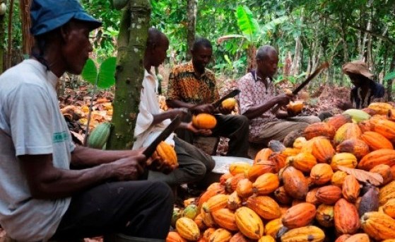 Cameroon: Cocoa - Over 25,000 Farmers Certified - allAfrica.com