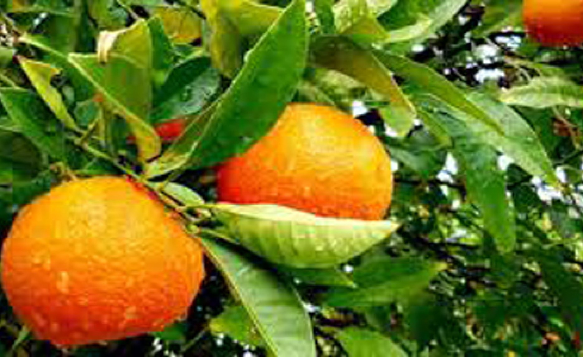 Namibia: Fruit Exports Expected to Rise in Namibia - allAfrica.com