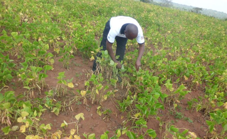 Uganda: Beans, Quick to Cook, Easy to Eat - allAfrica.com