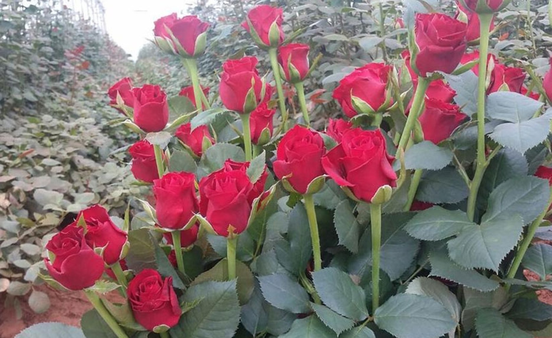 Rwanda: Flower Exports Gain Momentum as NAEB Mulls Strategies to ...