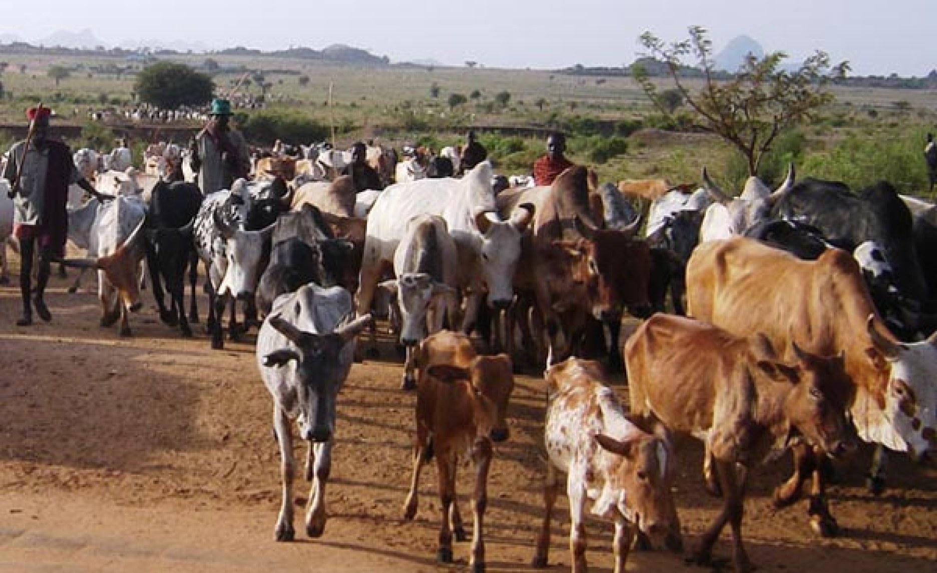 East Africa: 10, 000 Turkana Pastoralists Cross to Uganda - allAfrica.com