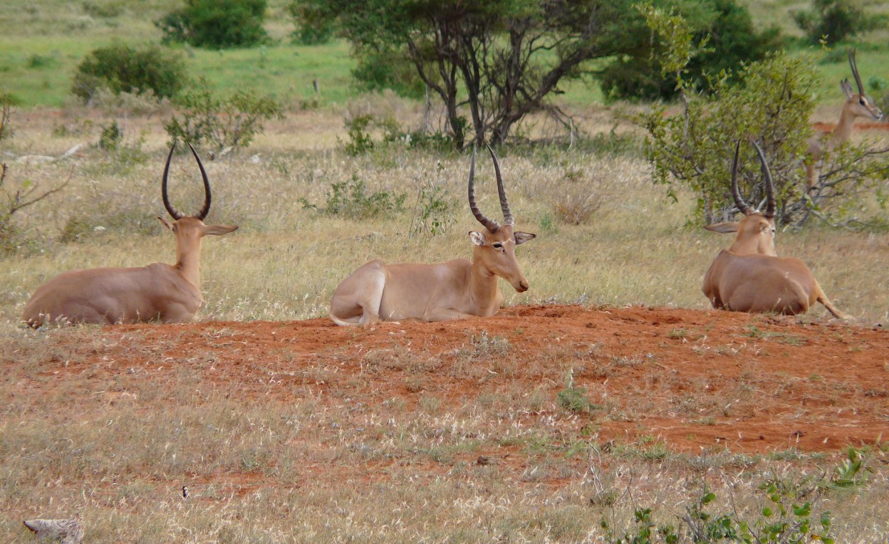 East Africa: The Hirola Is the World's Rarest Antelope. Here's How It ...