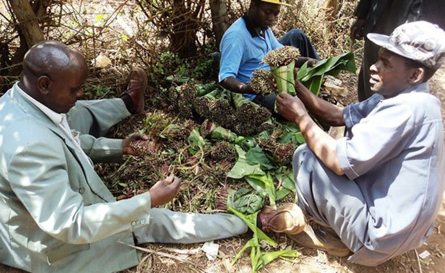 Kenya: Cancer Institute Links Hot Tea, Miraa and Mursik to Rising ...
