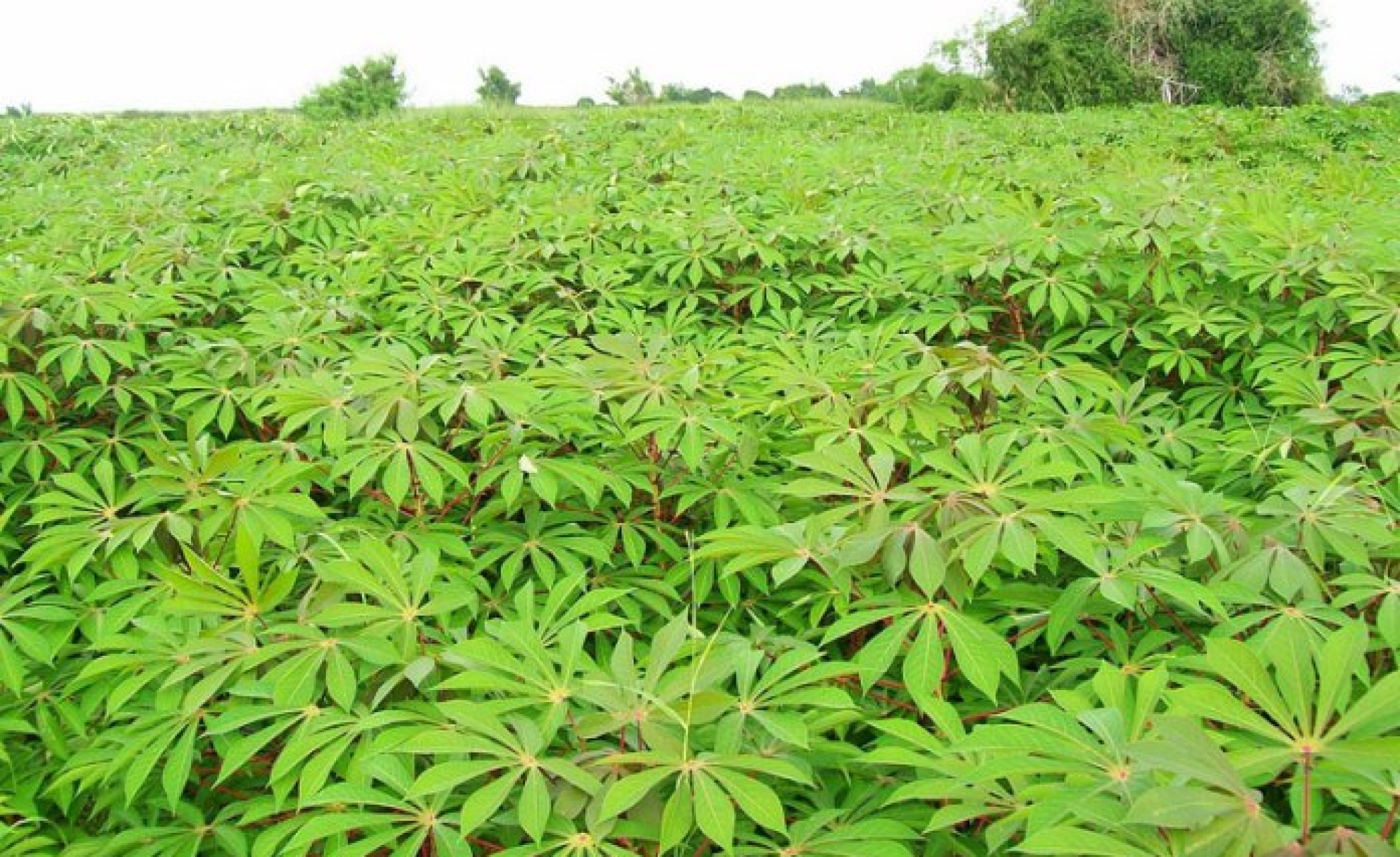 Zambia: Cassava As Hedge Against Hunger... Perfect Insurance for ...