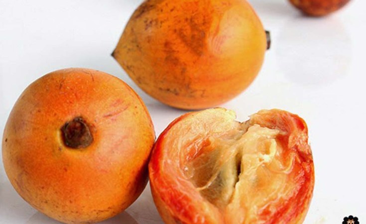 African Cherry Provides Novel Cure for Drug-Resistant Infections ...