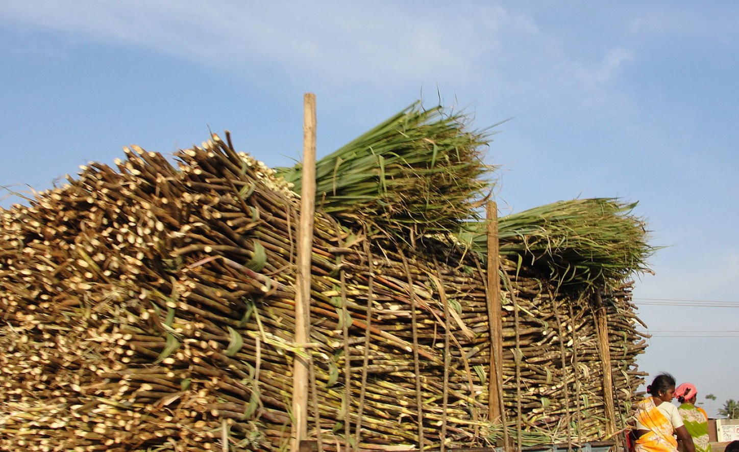 Zimbabwe: Hunger Pushes Chiredzi Children Into Sugarcane Theft ...