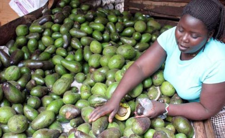 Tanzania's Avocados Go From Zero to Sh28bn-a-Year Crop - allAfrica.com