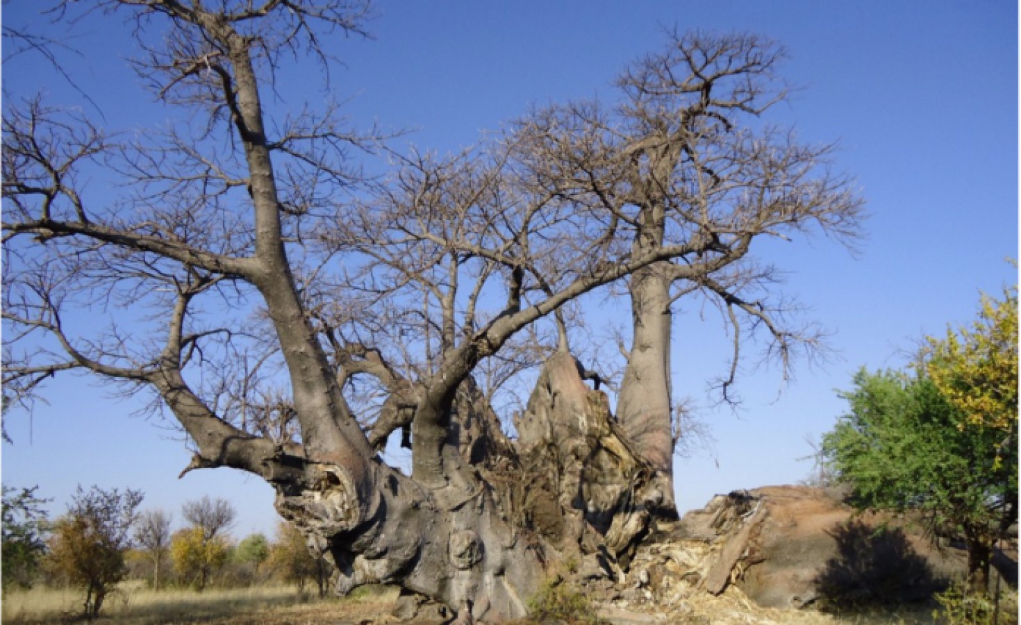 Namibia's Giant Baobab Trees Are Dying, Climate Change Blamed ...
