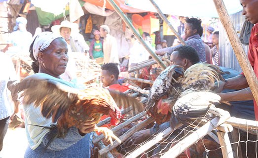 Ethiopia: Gena Arrives With Stable Prices in Local Markets - allAfrica.com