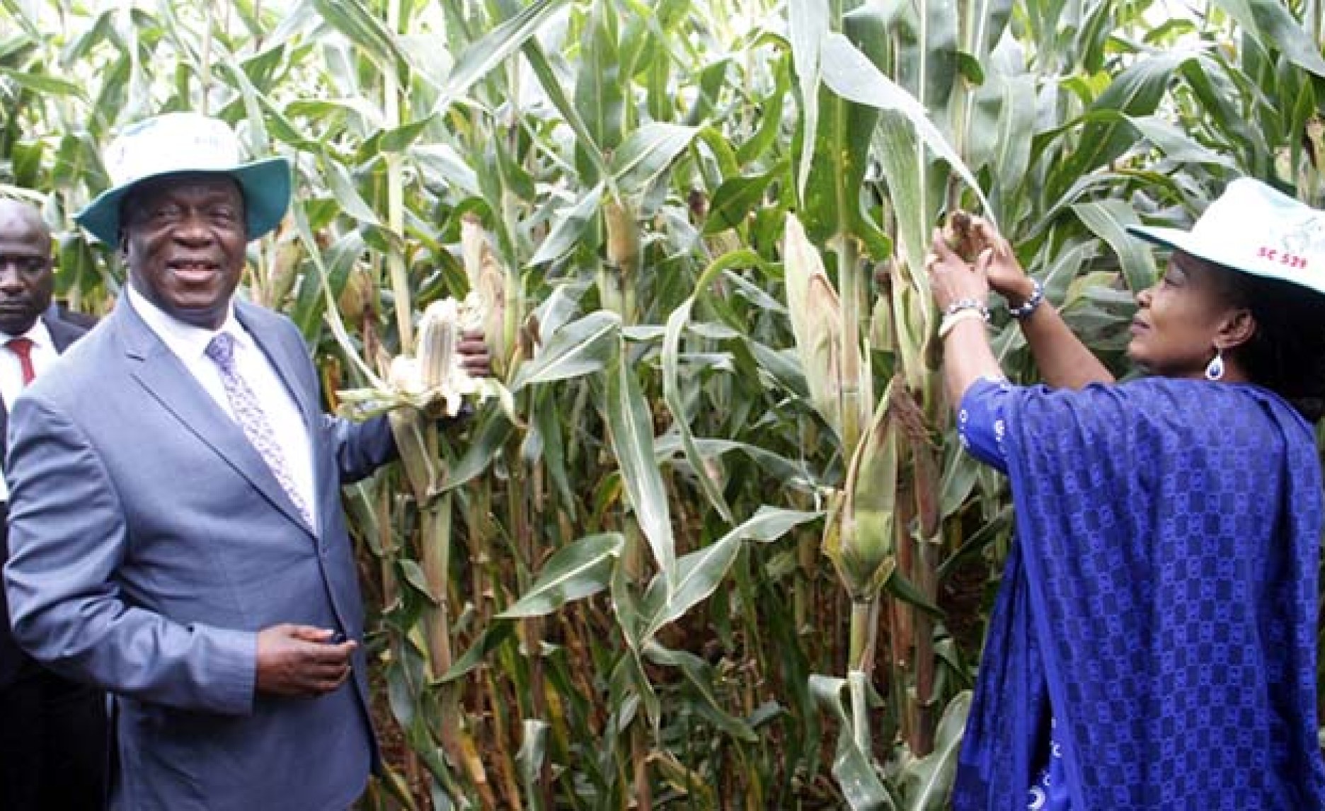 Zimbabwe: Govt Ban On Maize Sales Backfires As Farmers Withhold Grain ...