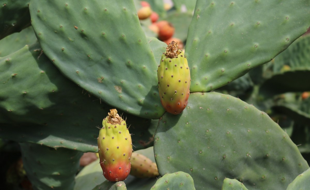 Ethiopia: Analysis - How Tigrayan Food Experts Introduce Common Plants ...