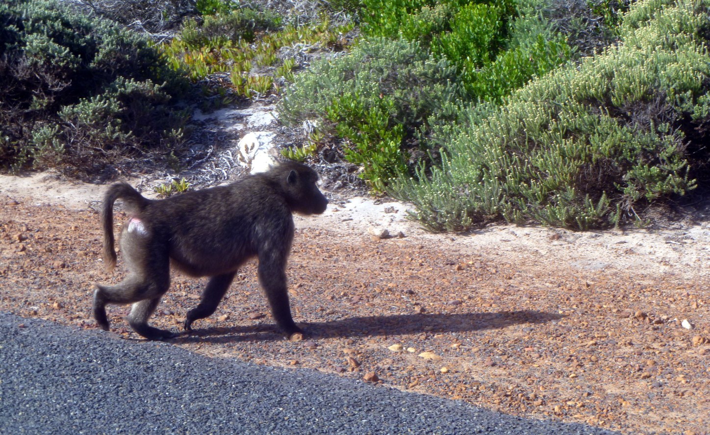 South Africa: Battle of the Baboons - Years of Municipal Mismanagement ...